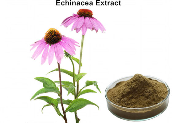 Echinacea Purpurea Root Extract Improving Immunity , Echinacea Angustifolia Extract