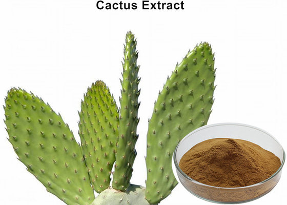 Weight Loss Prickly Pear Cactus Extract Powder , Leaf And Stem Herbal Extraction Plant