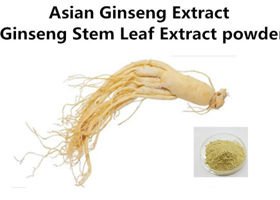 High Standard  Pure Asian Ginseng Extract Powder , Stem & Leaf Ginseng Root Extract